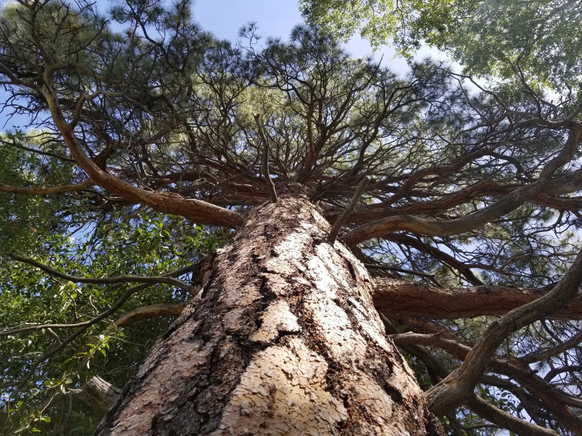 Contact – Timberscape Tree & Turf