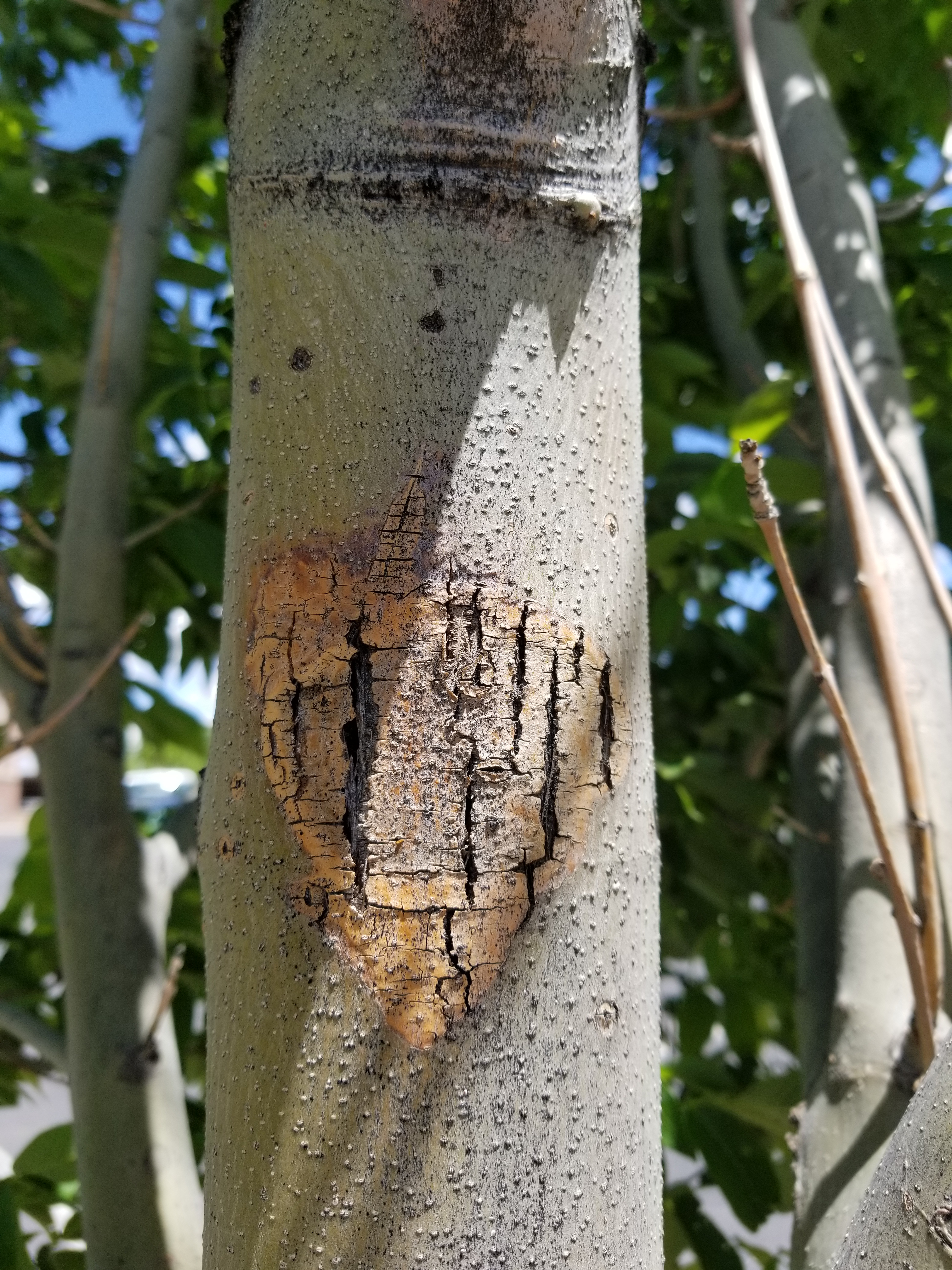Timberscape Tree & Turf – Lawn fertilization and weed control and tree ...